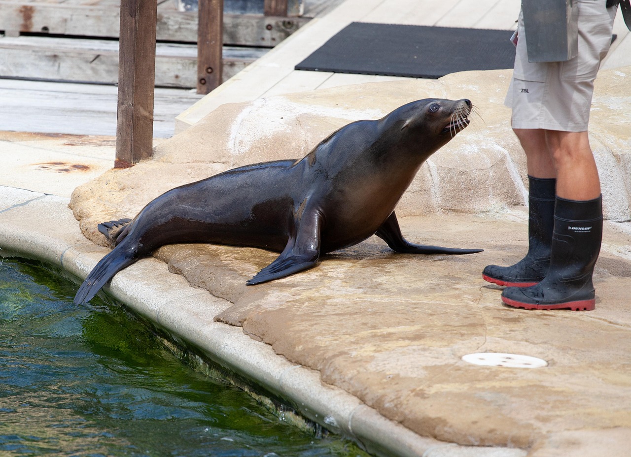 100,000+ Free Sea-Lion & Sea Lion Images - Pixabay