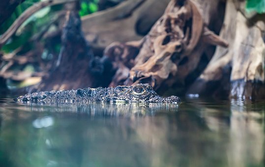 6+ Free West African Crocodile & Crocodile Photos - Pixabay
