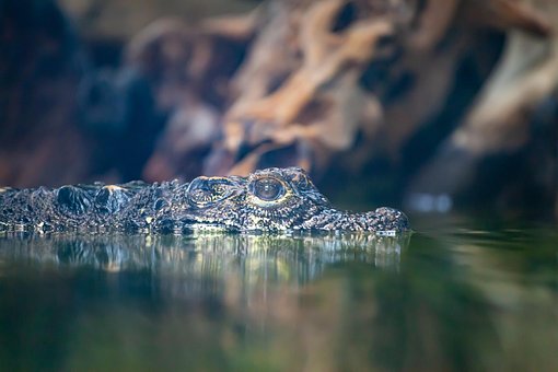 5+ Free West African Dwarf Crocodile & Wild Photos - Pixabay