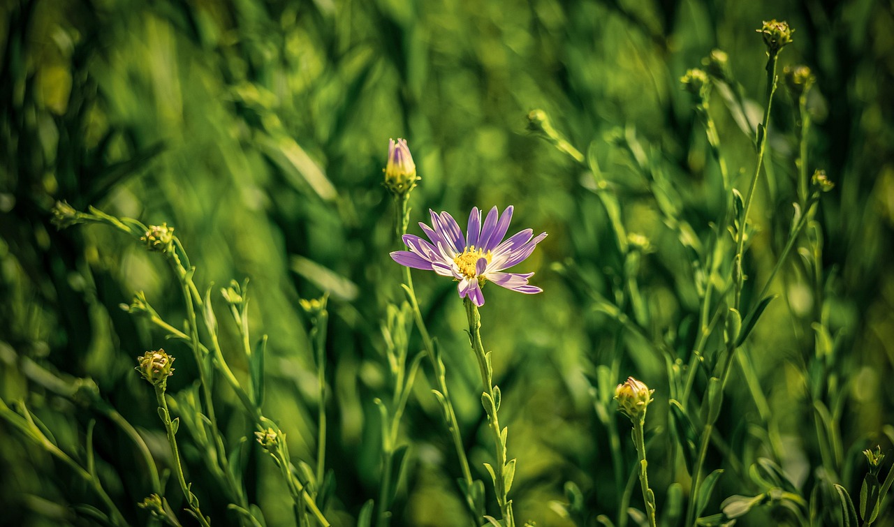 Bunga Mekar Padang Rumput - Foto gratis di Pixabay - Pixabay