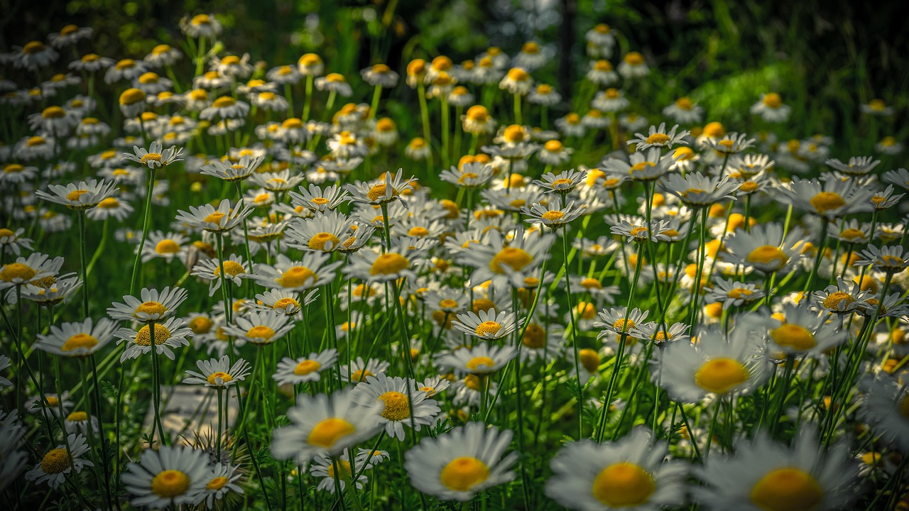 Marguerite Flower Nature - Free photo on Pixabay - Pixabay