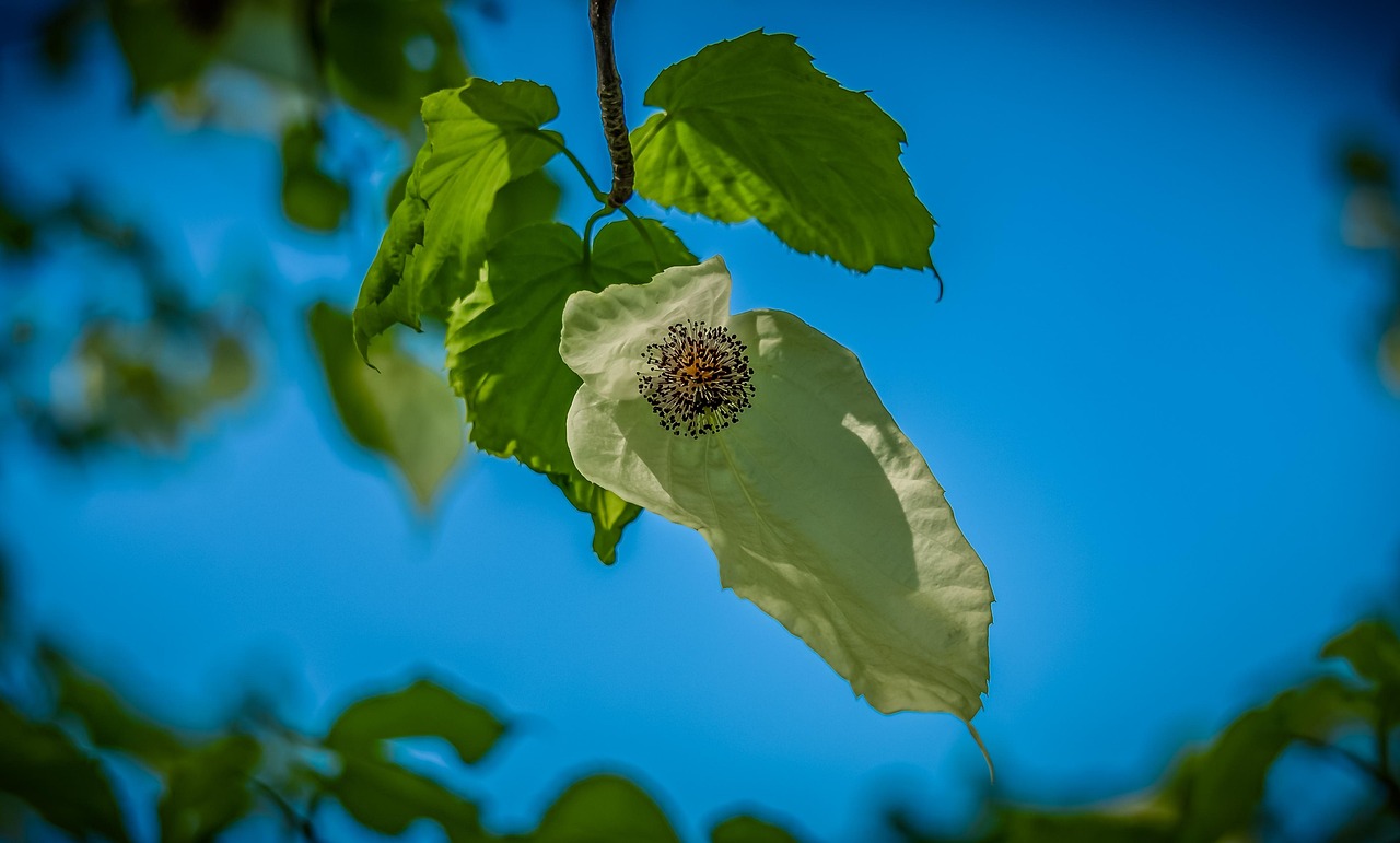 Handkerchief Tree Blossom Bloom - Free photo on Pixabay