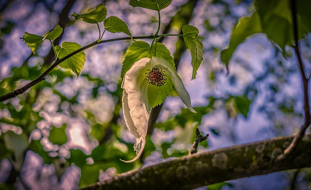 Handkerchief Tree Blossom Bloom - Free photo on Pixabay - Pixabay