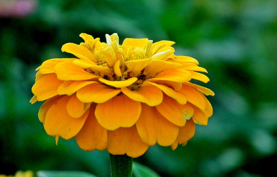 Zinnia Flor Amarillo - Foto gratis en Pixabay - Pixabay