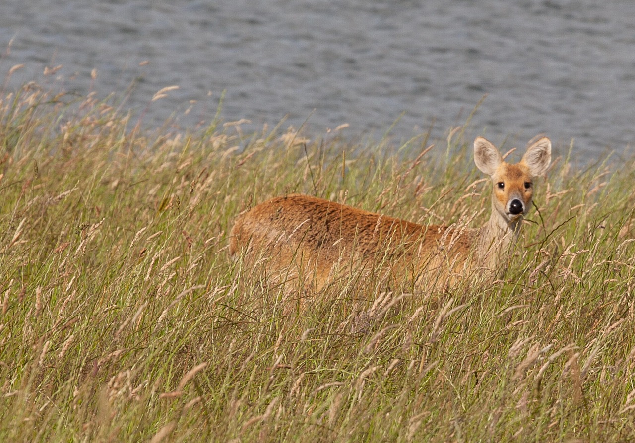 Indian Hog Deer - Free photo on Pixabay - Pixabay