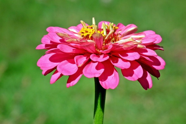 Zinnia Flor Rosado El - Foto gratis en Pixabay - Pixabay