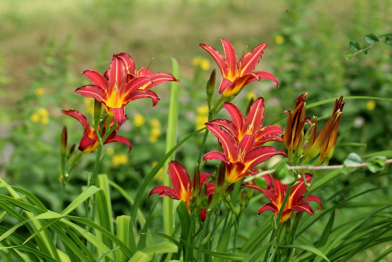 Lilies Flowers Summer - Free photo on Pixabay
