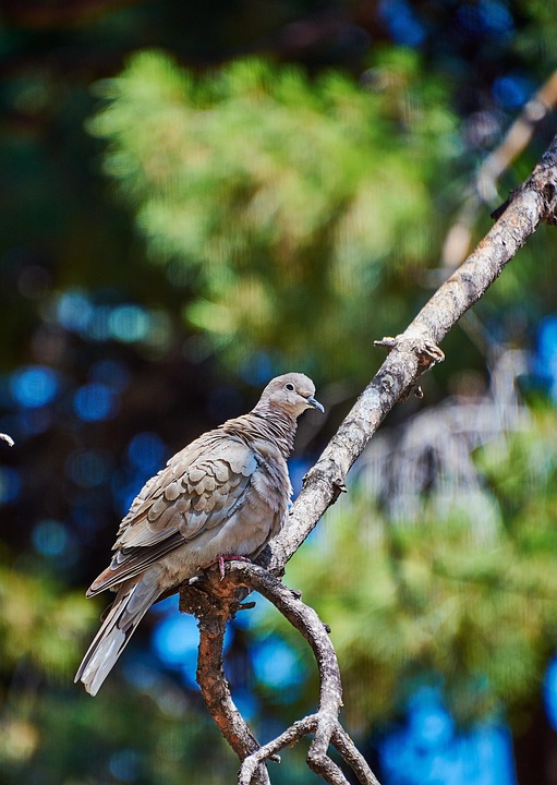 Paloma Ave Pluma - Foto gratis en Pixabay - Pixabay