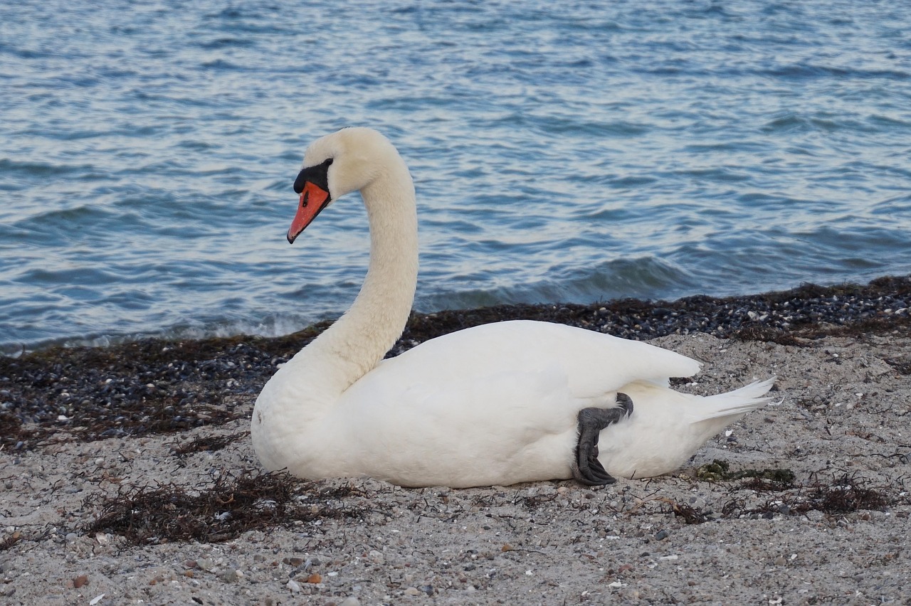 Cisne Animal Nadar - Foto gratis en Pixabay - Pixabay