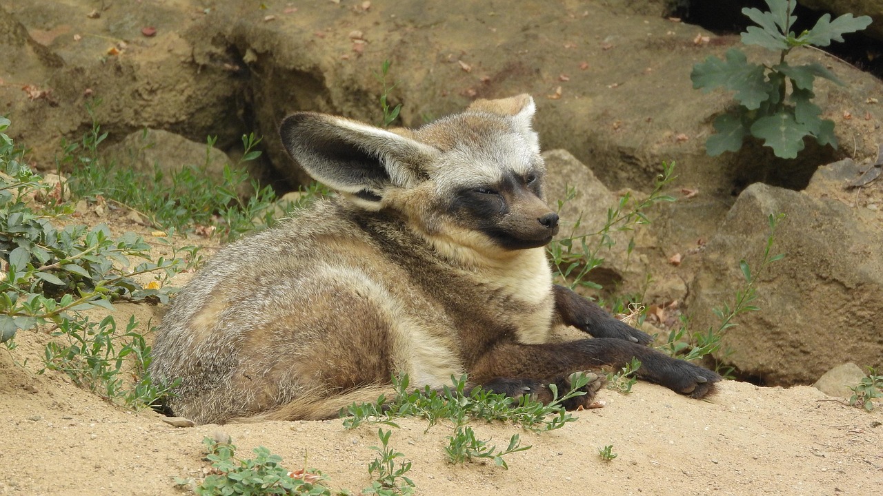 40+ Free African Wild Dog & Jackal Images - Pixabay
