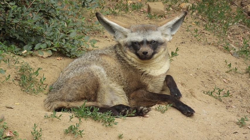 30+ Free African Wild Dog & Jackal Images - Pixabay