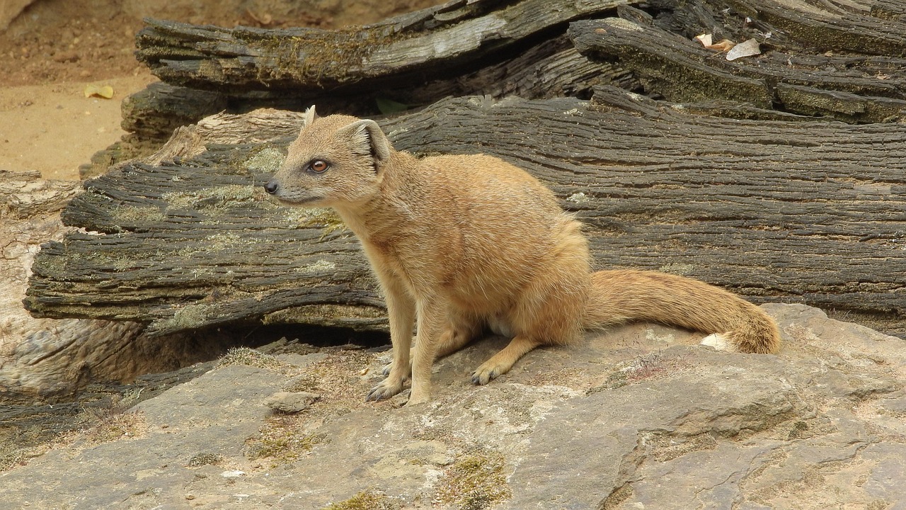Mangosta Fox Africana De La Bestia - Foto gratis en Pixabay - Pixabay