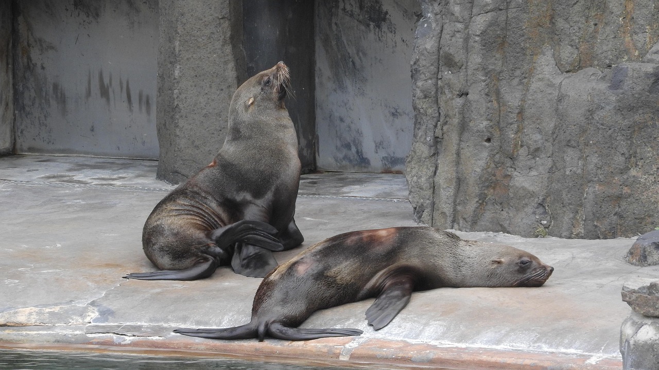 30,000+ Free Sea Lion & Nature Images - Pixabay