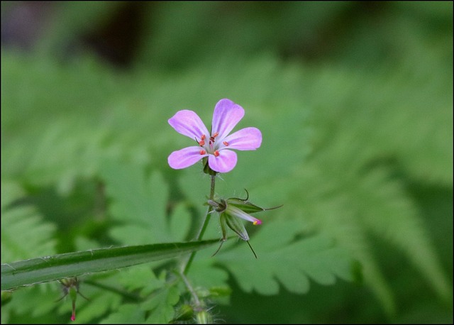 Geranio Salvaje Flor Silvestre - Foto gratis en Pixabay - Pixabay