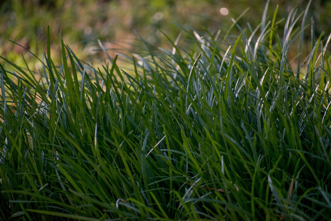 Grass Blade Nature - Free photo on Pixabay - Pixabay