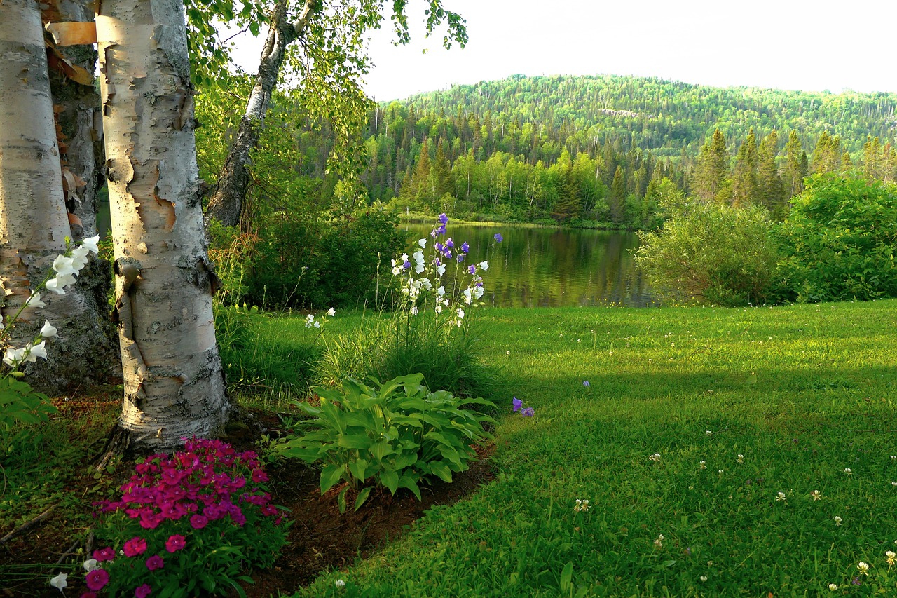 Landscape Nature Birch Trees - Free photo on Pixabay - Pixabay