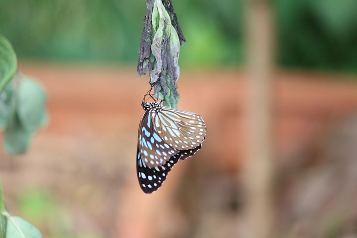 30+ Free Butter Flies & Sky Images - Pixabay