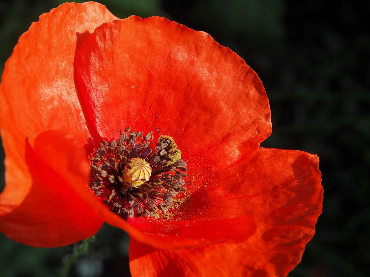Poppy Blossoms Red - Free photo on Pixabay