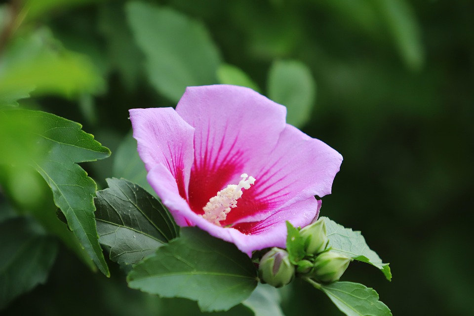 Rosa De Sharon República Corea - Foto gratis en Pixabay