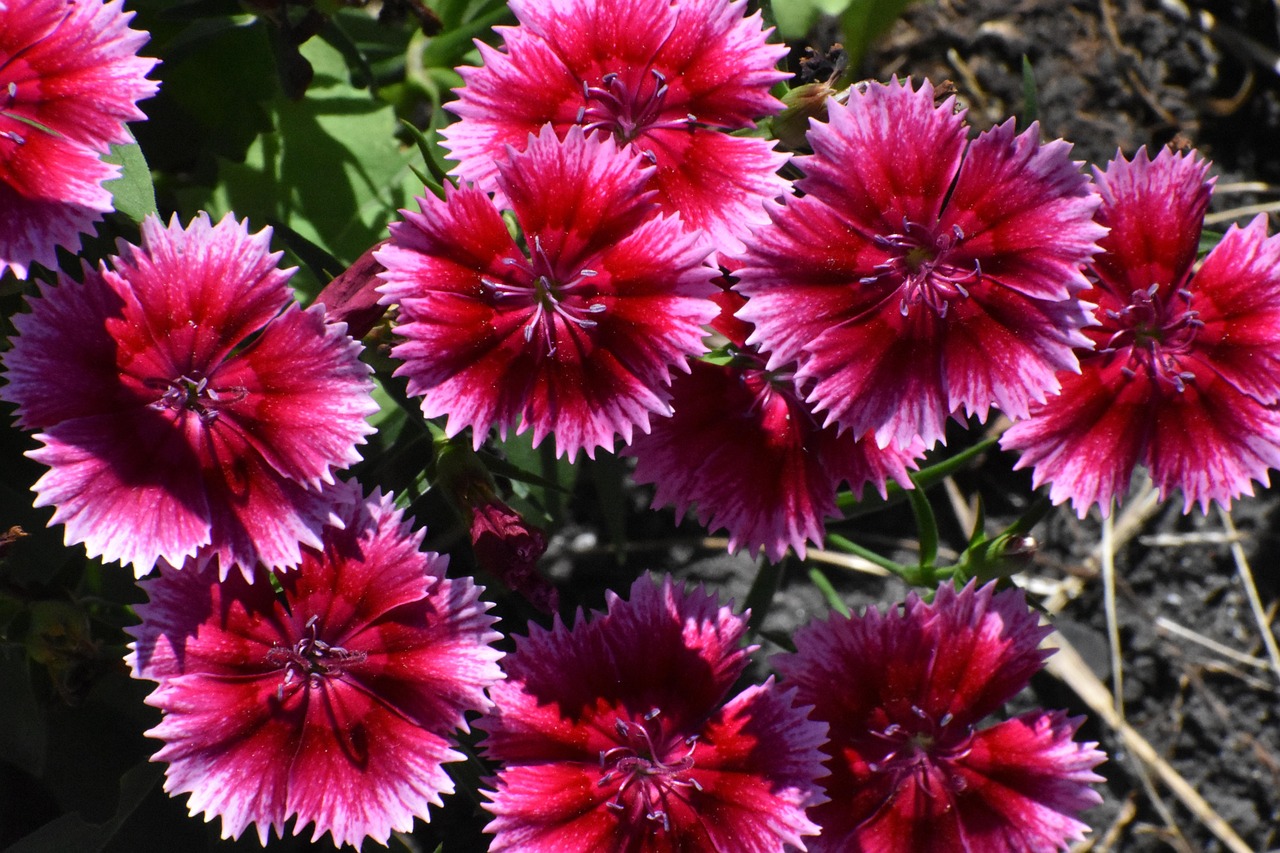 Carnation Flowers Summer - Free photo on Pixabay - Pixabay