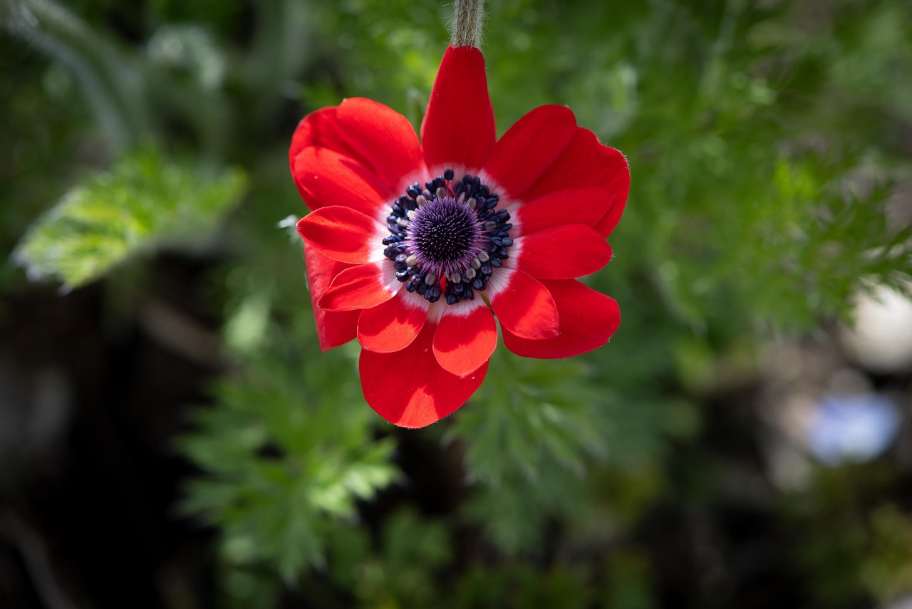 Flor De Anemona Vermelha Flor Anemones | ROUGE Paula Bassini