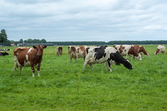 Cows Landscape Farm - Free photo on Pixabay