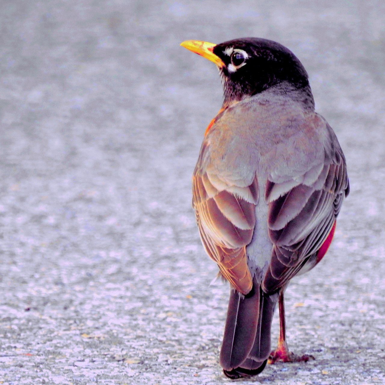 40,000+ Free Small Pictures & Picture Images - Pixabay