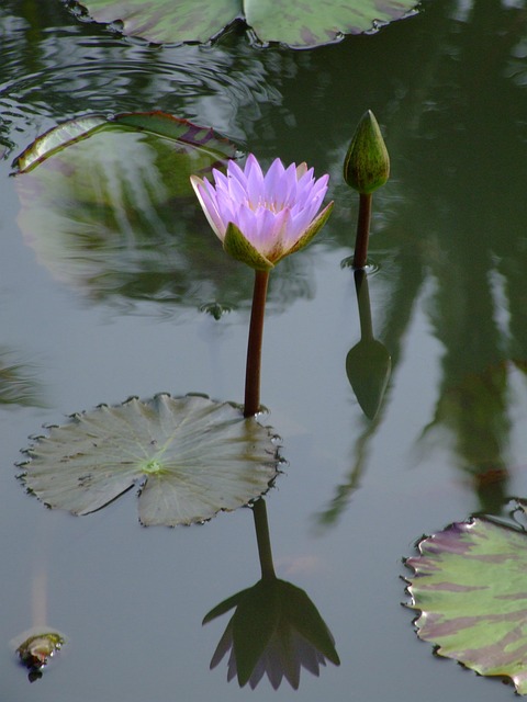 Lilly Water Flower - Free photo on Pixabay - Pixabay