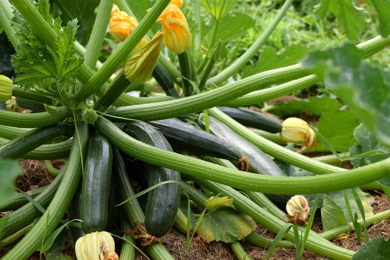 Zucchini Garten Lebensmittel - Kostenloses Foto auf Pixabay