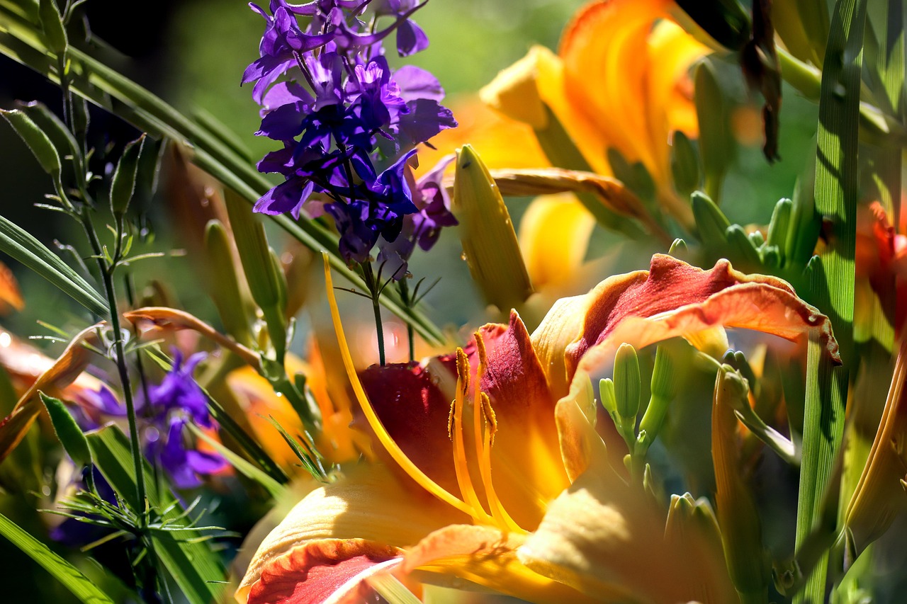 100+ Free Larkspur & Delphinium Photos - Pixabay