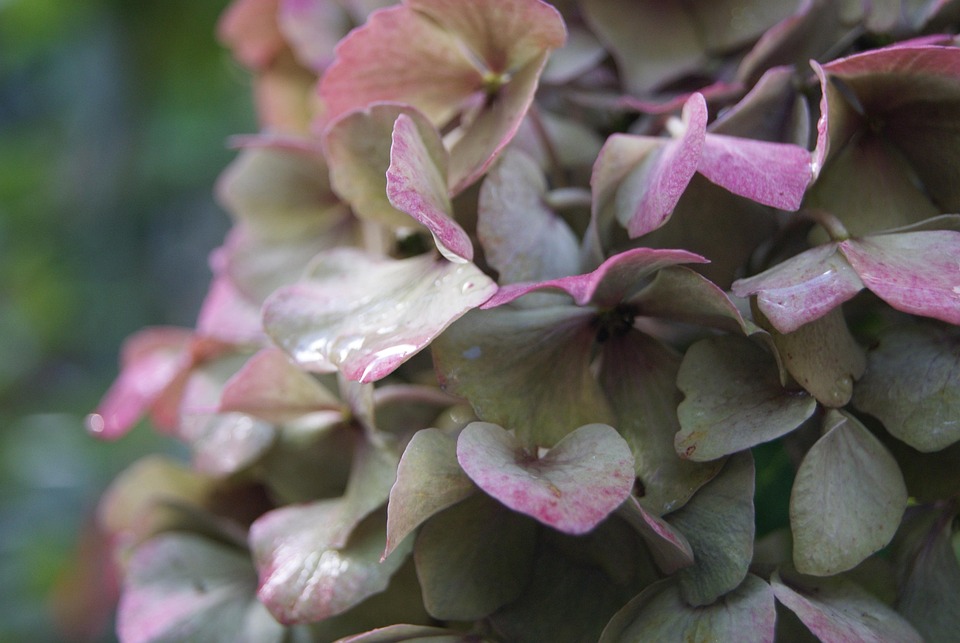 Hydrangea Bunga Mekar - Foto gratis di Pixabay - Pixabay