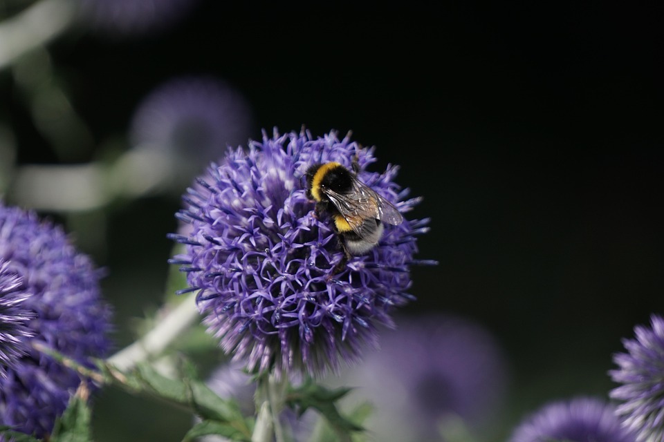 Bourdon Flower Nature - Free photo on Pixabay - Pixabay