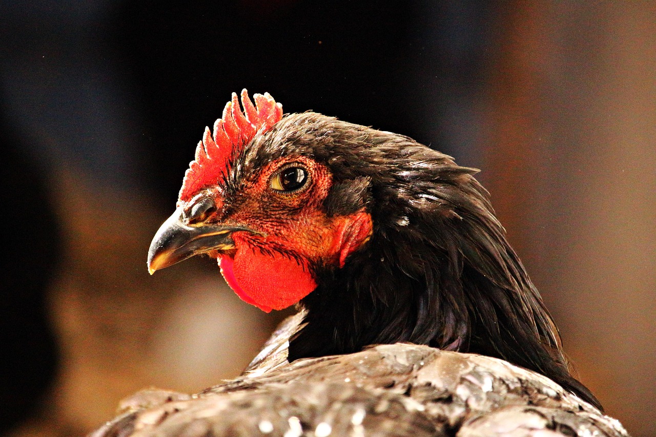 Poulet Oiseau Robinet La - Photo gratuite sur Pixabay - Pixabay