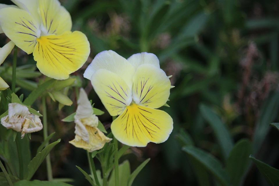 Bunga Banci Kuning Musim - Foto gratis di Pixabay - Pixabay