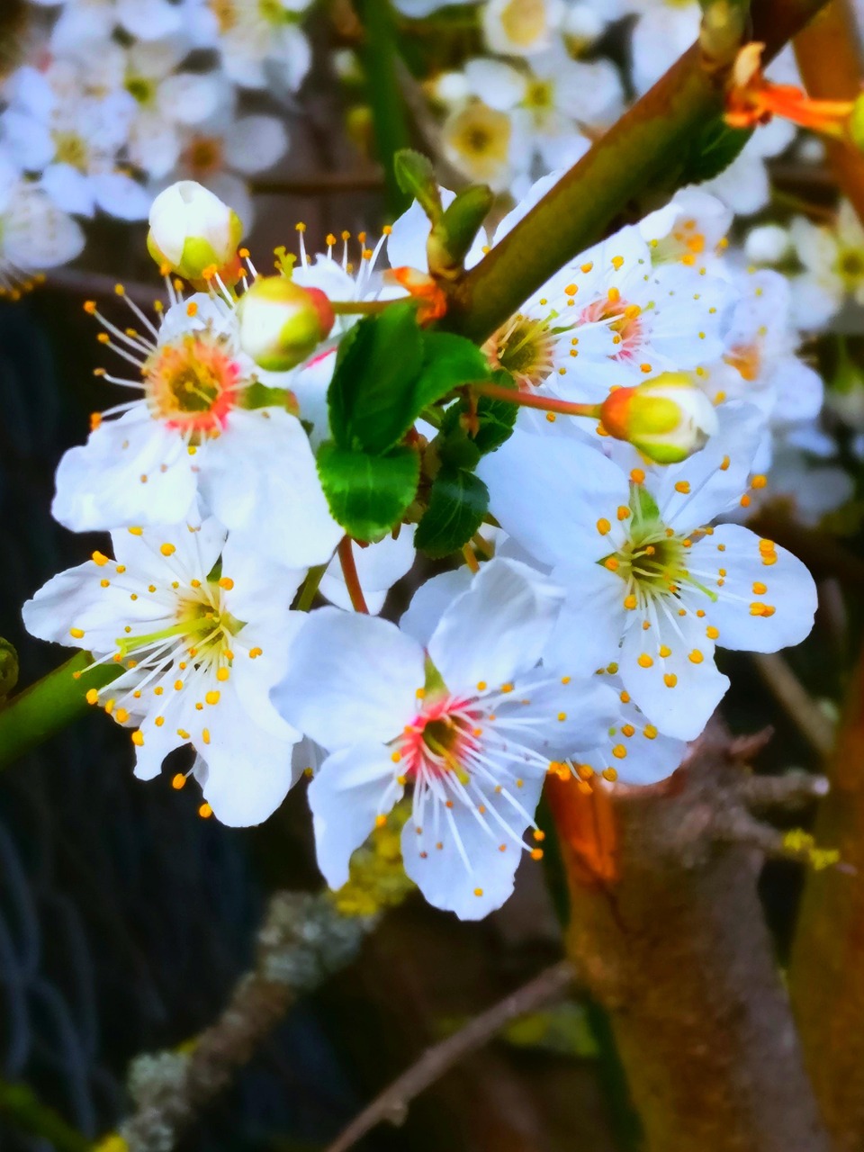 Primavera Flores Naturaleza - Foto gratis en Pixabay - Pixabay