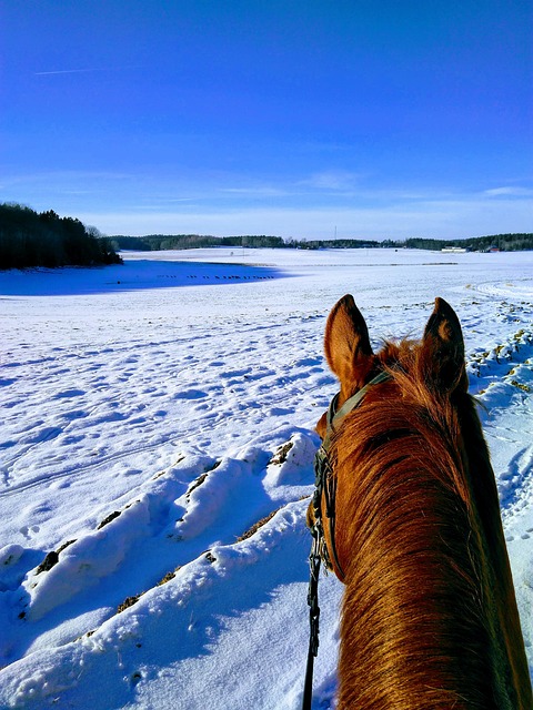 Winter Horse Animals - Free photo on Pixabay
