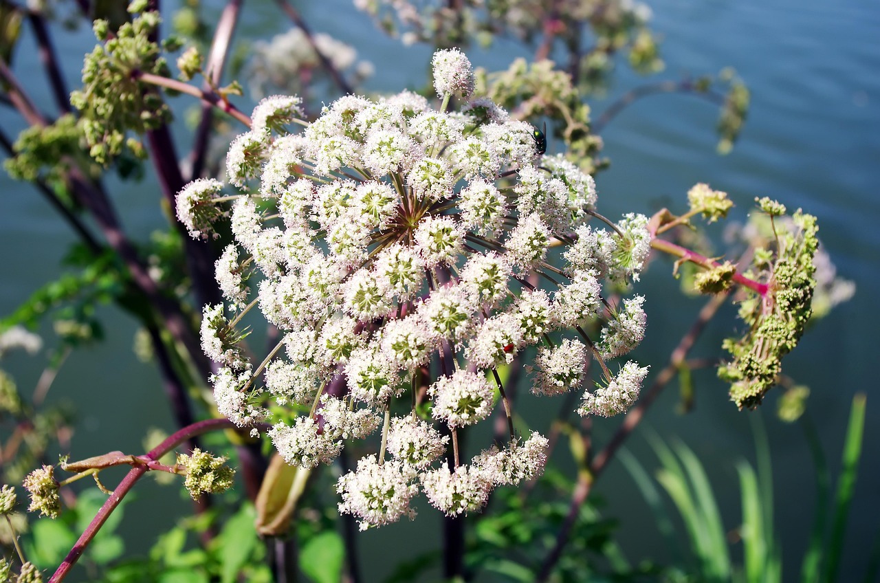 Angelic Umbelliferous Flower - Free photo on Pixabay - Pixabay