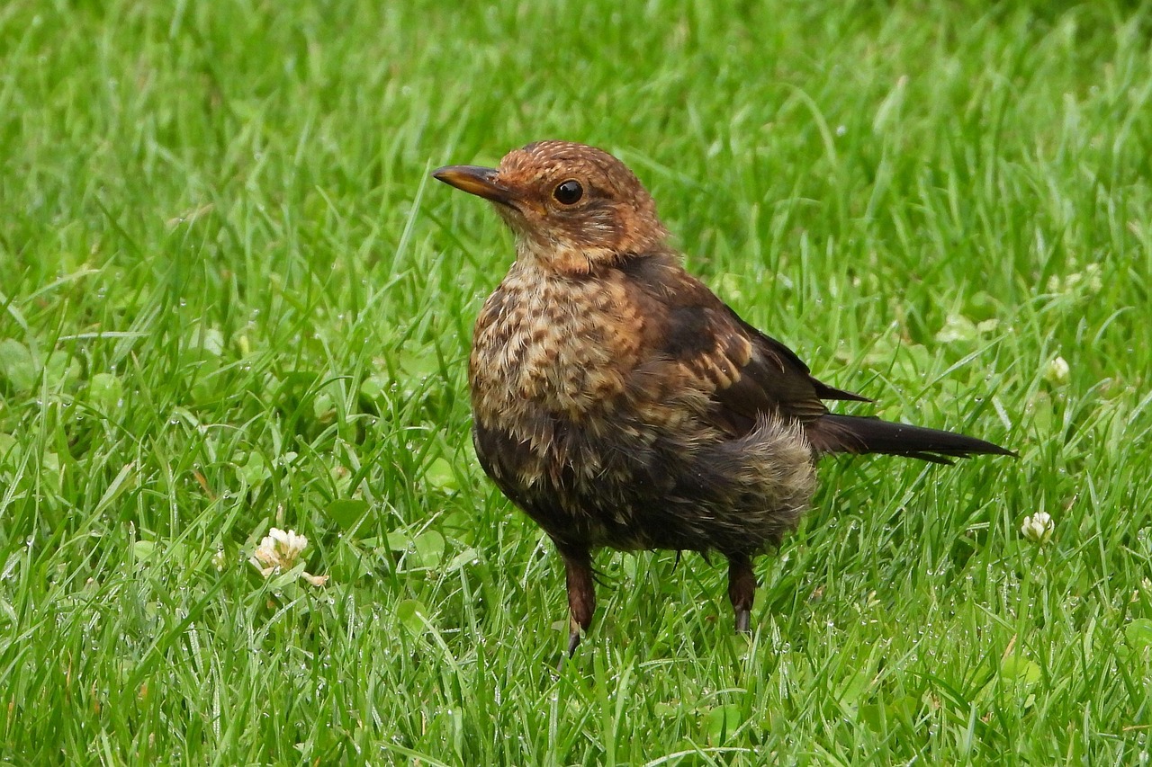 1,000+ Free Blackbird & Nature Images - Pixabay