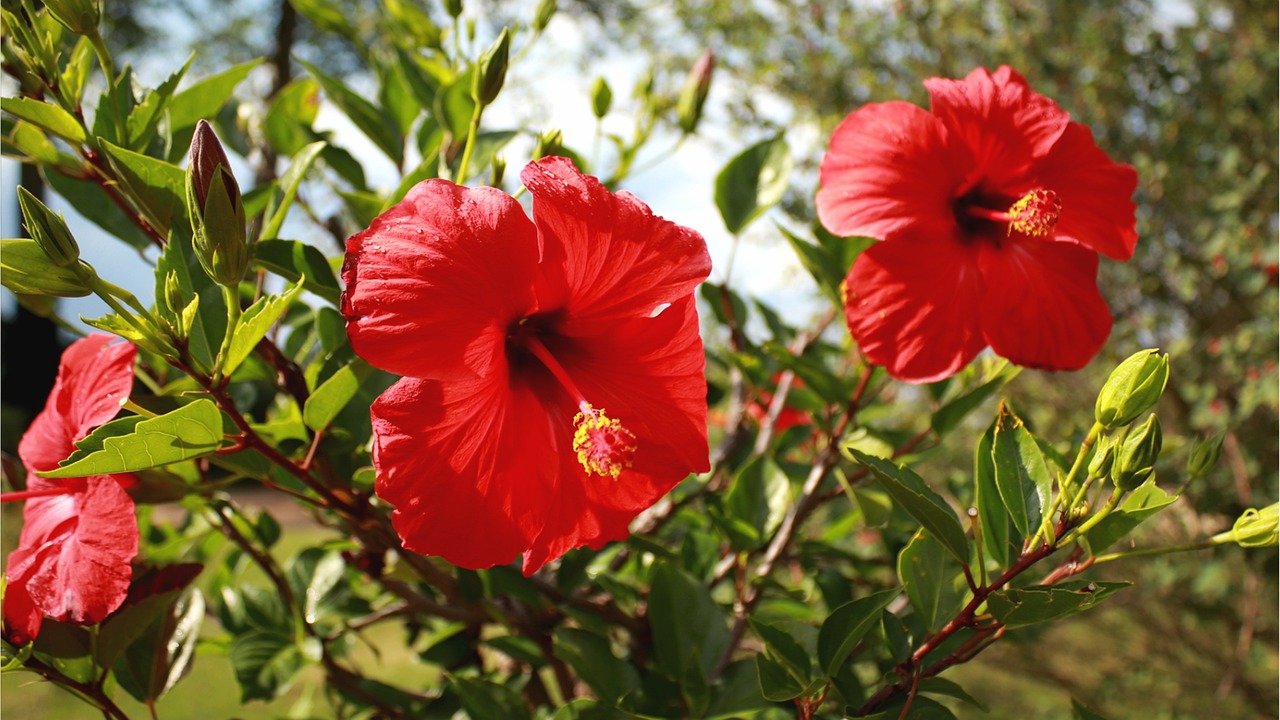 Hibiscus Red Flower Plant - Free photo on Pixabay - Pixabay