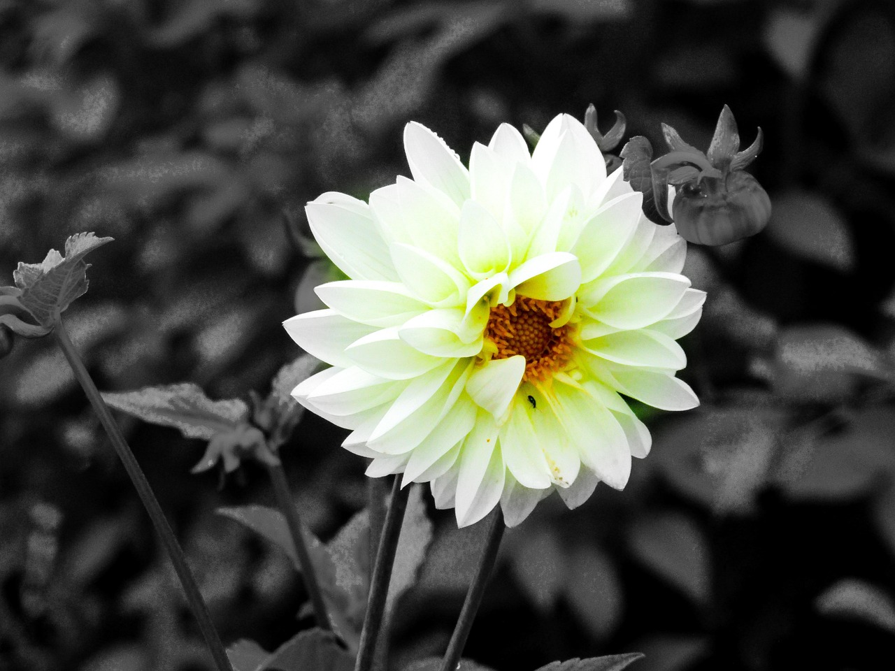 Fleur Lotus Blanc - Photo gratuite sur Pixabay - Pixabay