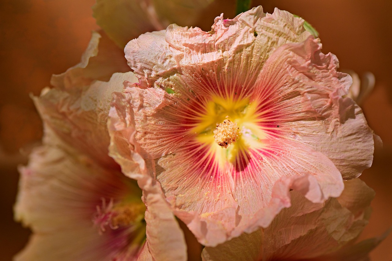 Hollyhock Flowers Plant - Free photo on Pixabay - Pixabay