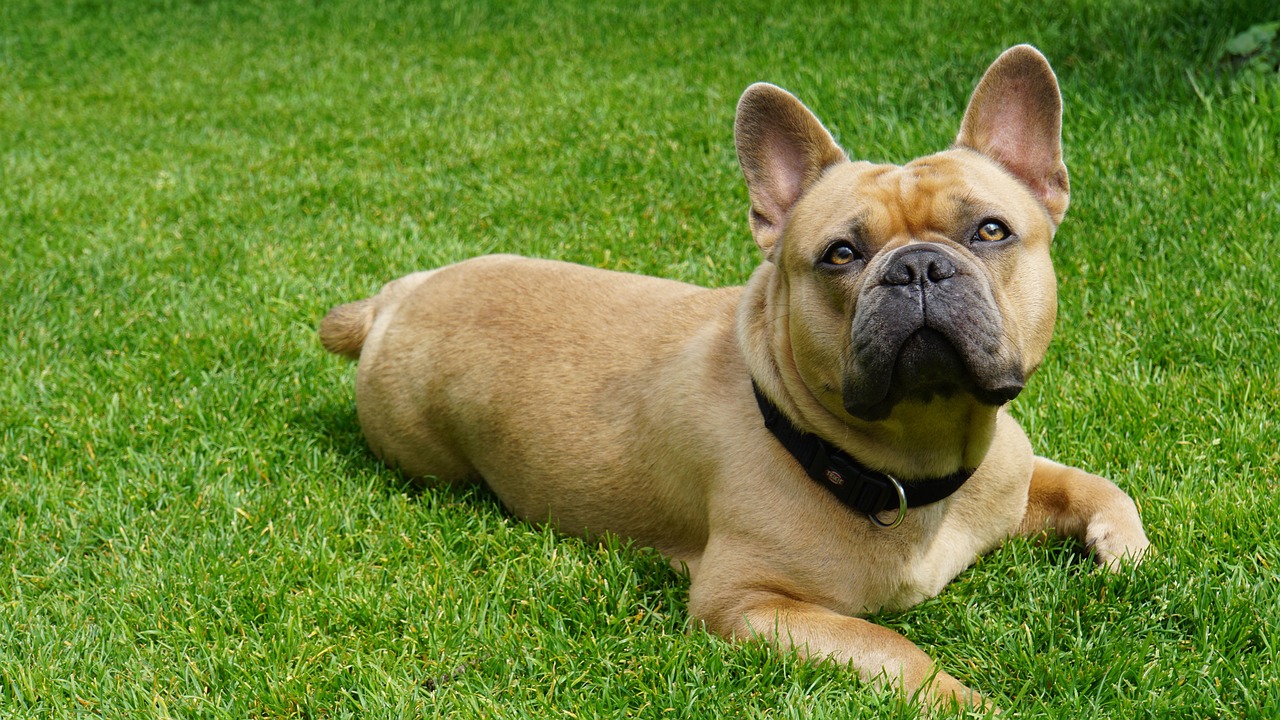 French Bulldog Dog - Free photo on Pixabay