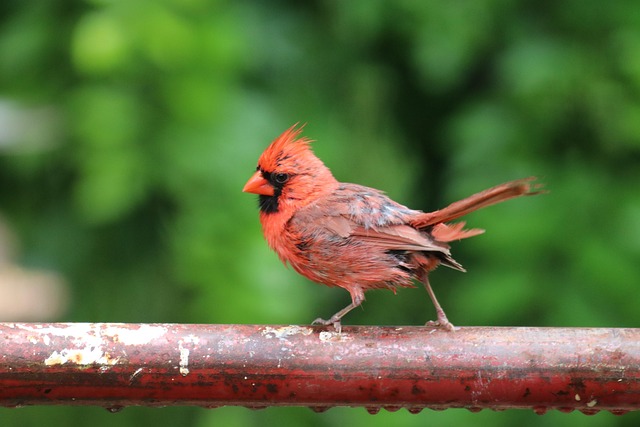 800+ Free Cardinals & Nature Images - Pixabay