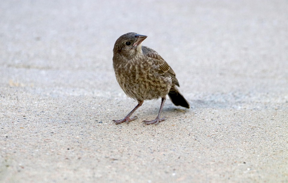 Brown-Headed Cowbird Chick - Free photo on Pixabay - Pixabay