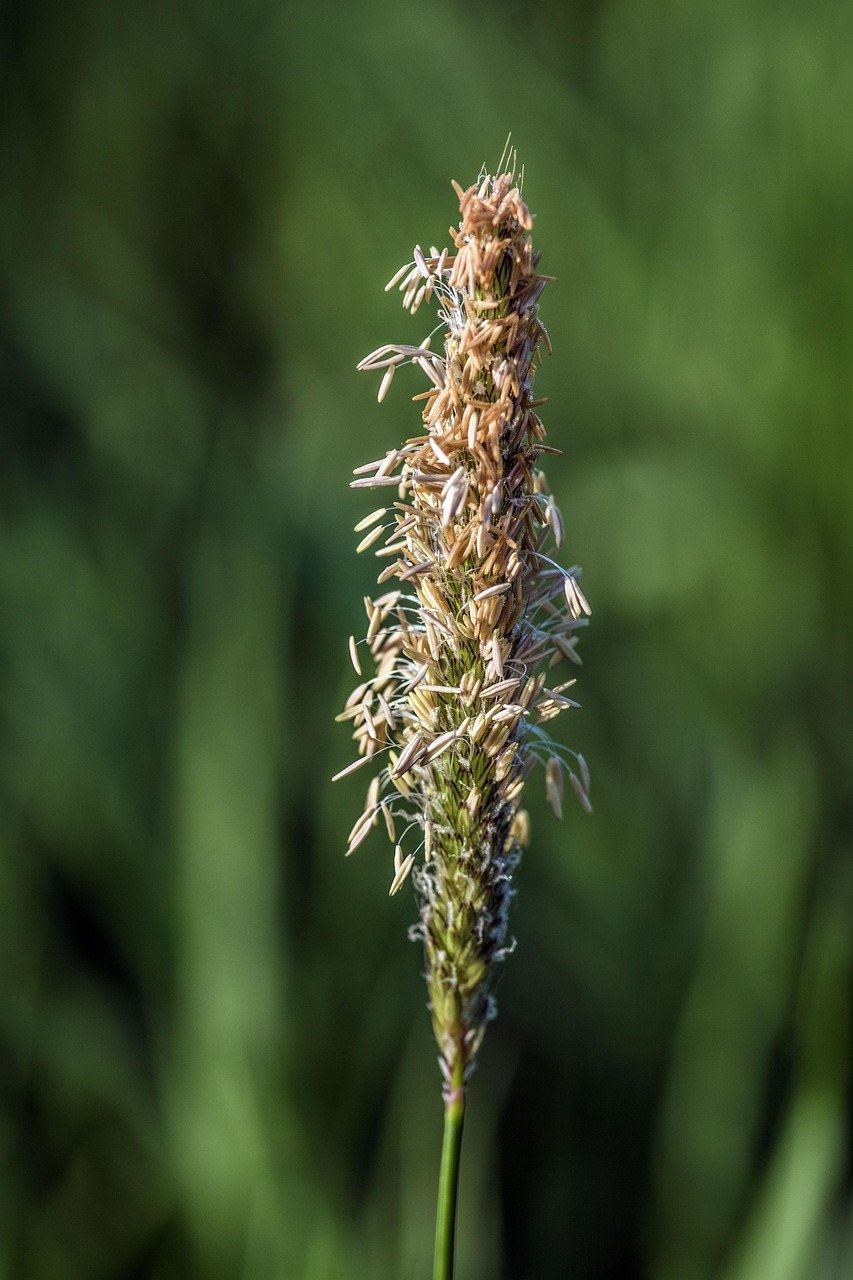 The Flower Of Plantain - Free photo on Pixabay - Pixabay