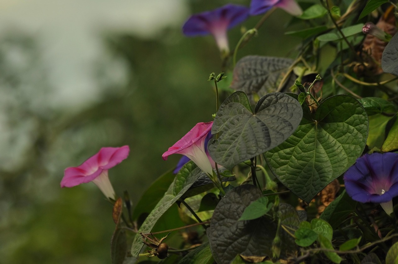 Flowers Bindweed Bloom - Free photo on Pixabay - Pixabay