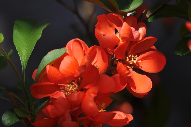 Blumen Rot Orange - Kostenloses Foto auf Pixabay - Pixabay
