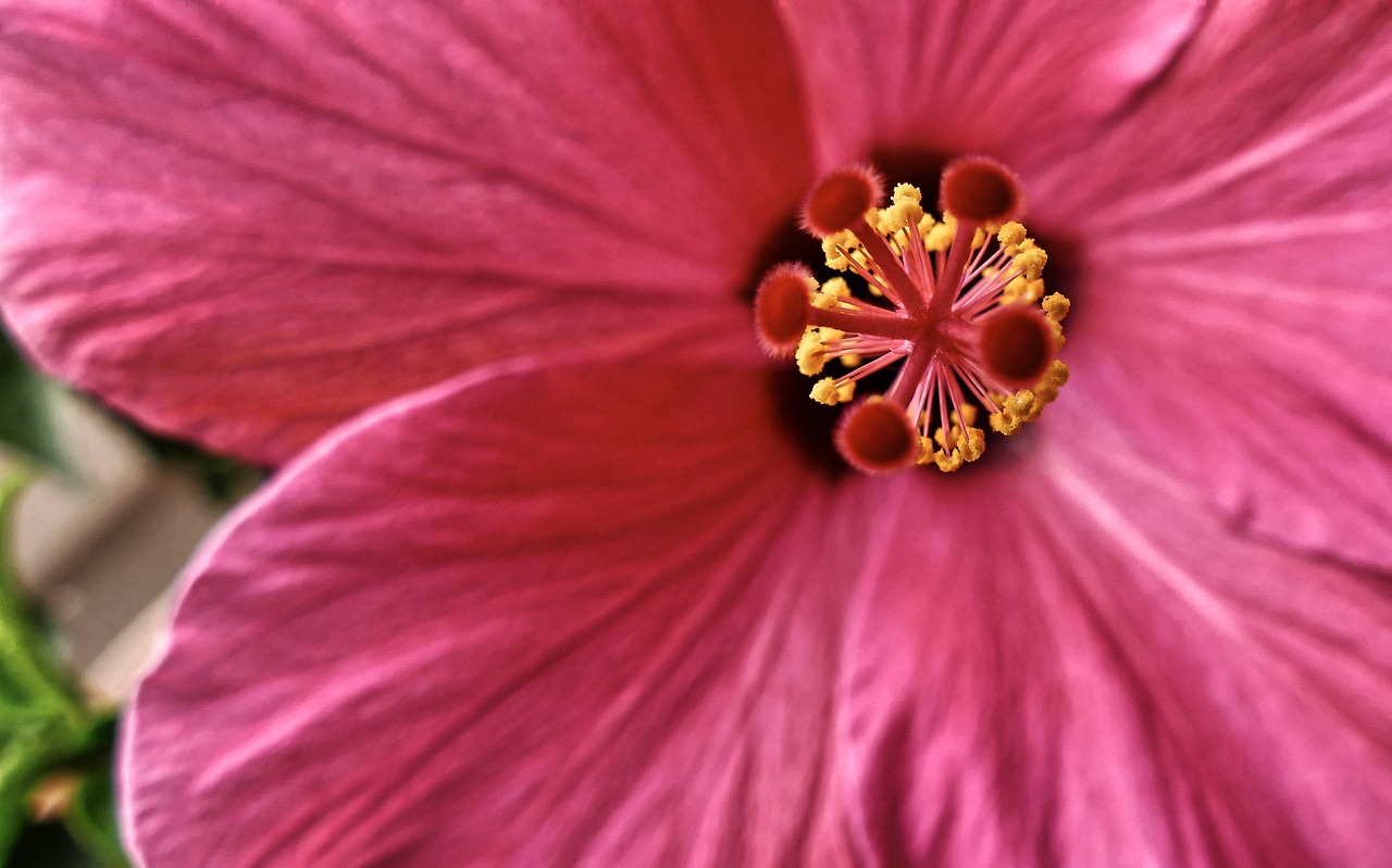 Flor Hoja Planta - Foto gratis en Pixabay - Pixabay
