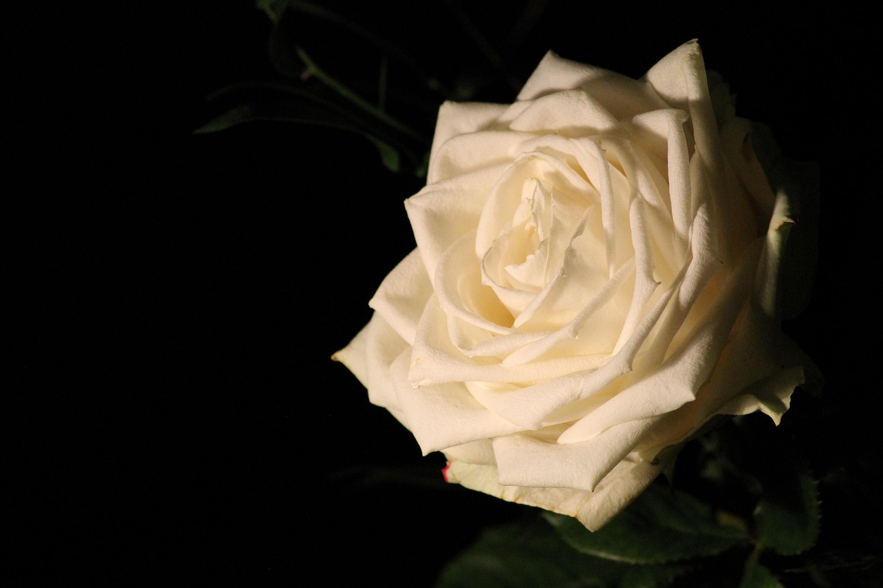 Rose Blanche Romantique