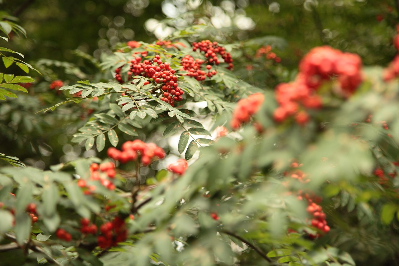 Bunches Of Rowan Autumn - Free photo on Pixabay - Pixabay